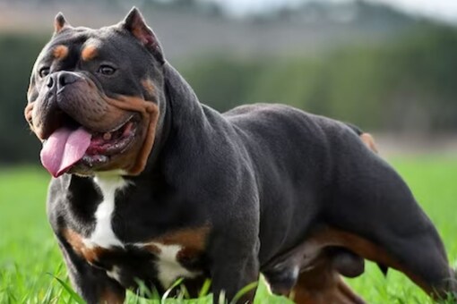 This Dog Breed Is Infamous For Their Powerful Bite That Can Break Human ...