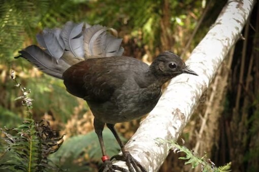 This Bird Can Mimic Any Sound, We Aren't Joking - News18