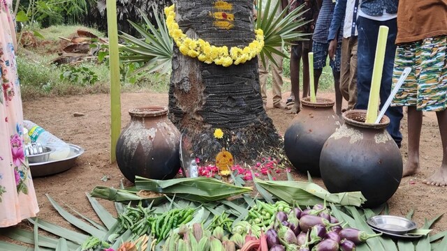 Tamil Nadu's Narasinganur Embraces Eco-Friendly Pongal, Celebrates Palm ...