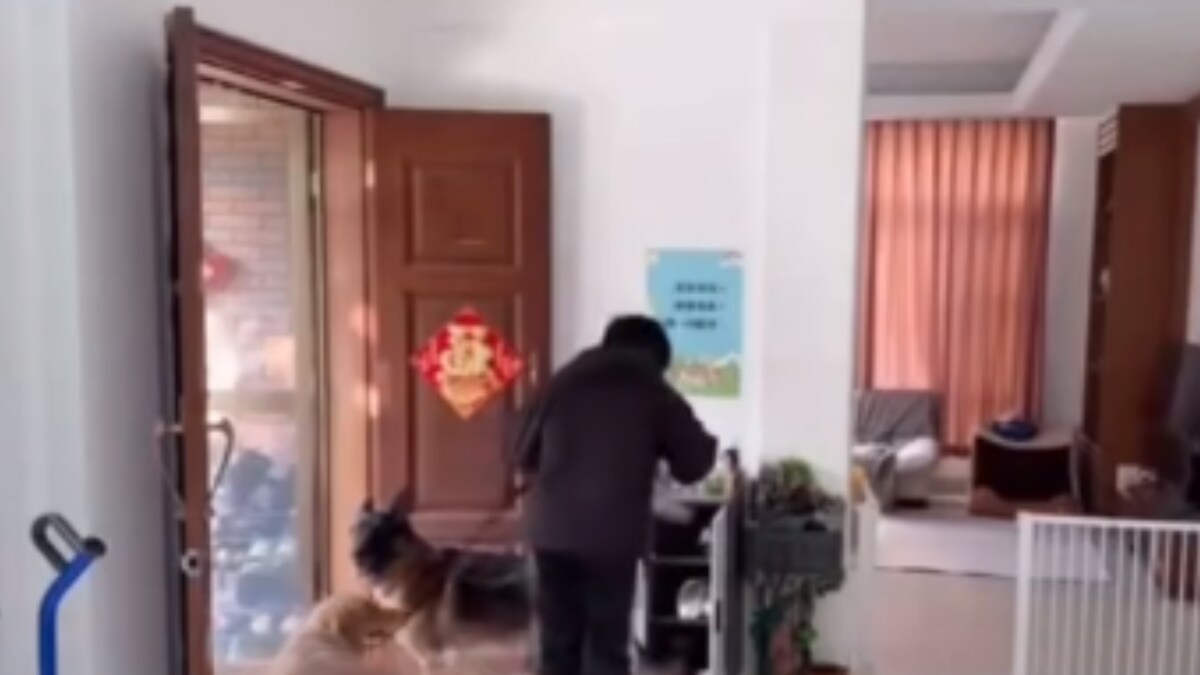 This Video Of Man Taking His Dogs For A Walk Will Make You ROFL | Viral ...