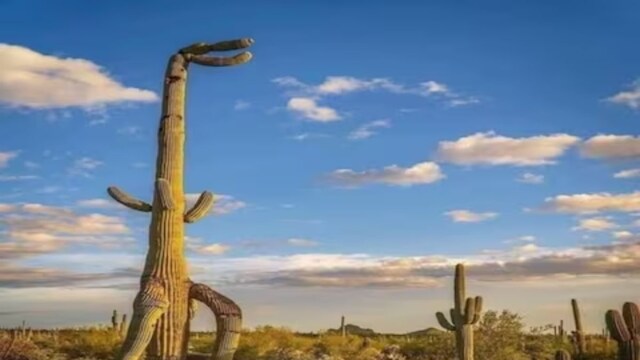 T-Rex Dinosaur Cactus, Found In USA, Lives Up To 200 Years - News18
