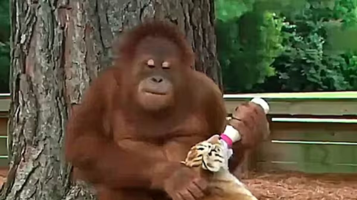 This Clip Of Orangutan Babysitting Tiger Cubs Is The Most Beautiful ...