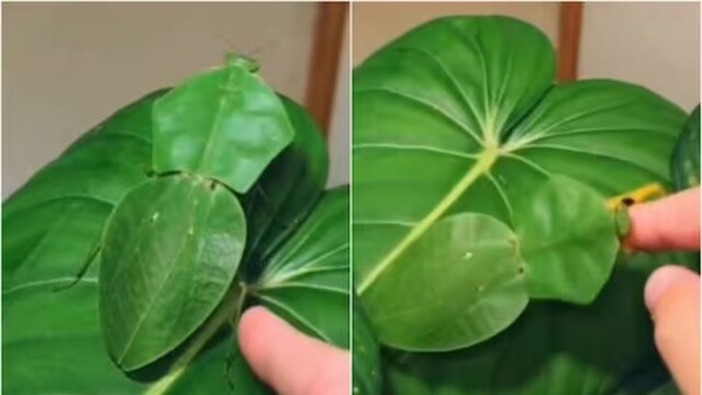 Video Of Peruvian Shield Mantis With Unmatched Camouflage Abilities ...