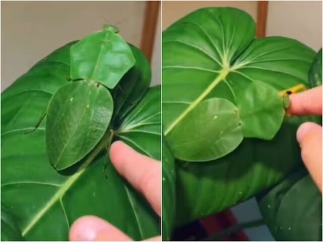 Video Of Peruvian Shield Mantis With Unmatched Camouflage Abilities ...