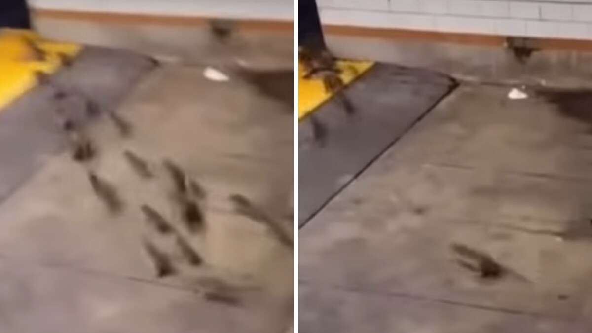 This Video Of Rats Moving Out Of A Homeless Person's Blanket Will Make ...