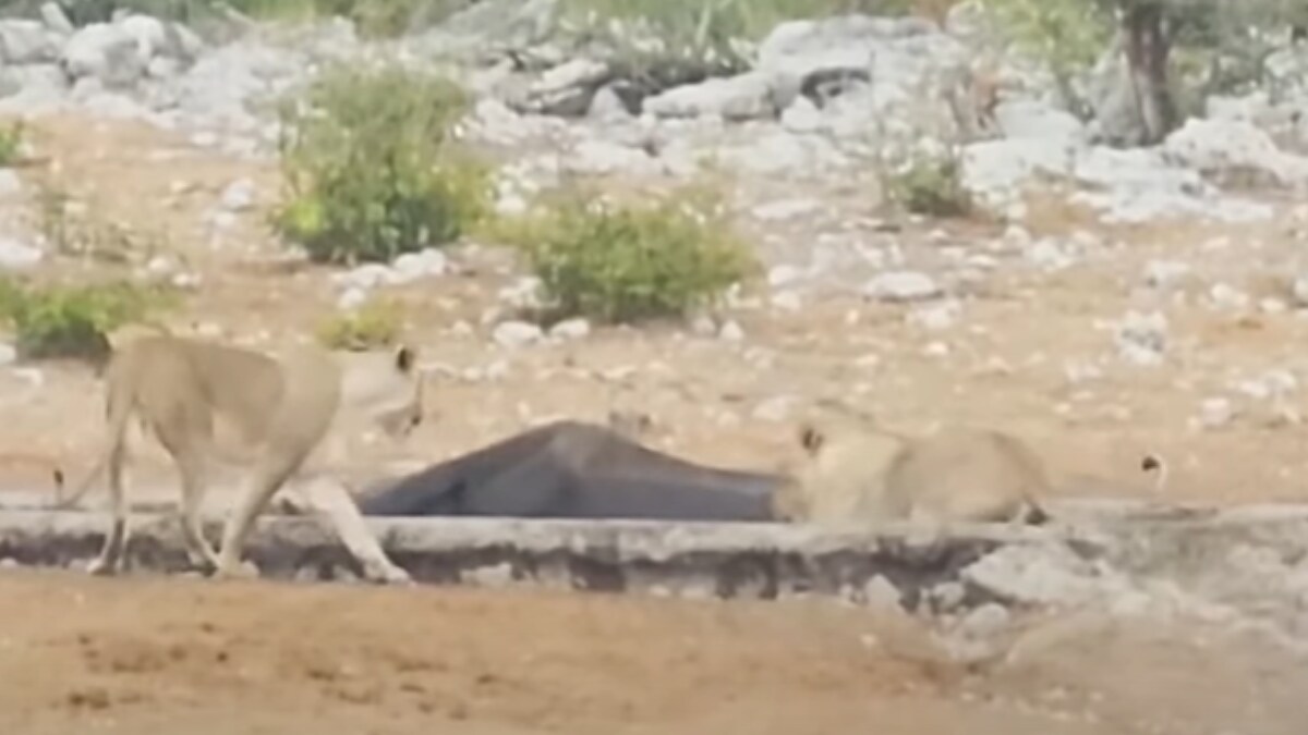 Video Of Elephant Trying To Rescue Stuck Rhino From Hungry Lions Goes ...