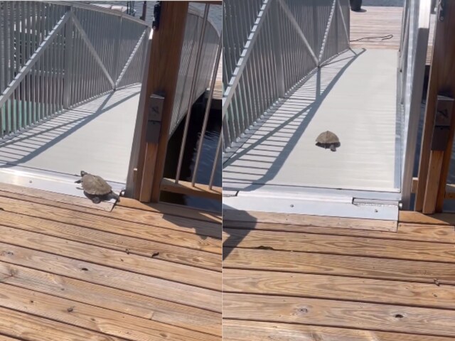 Turtle 'Running' In This Video Reminds Internet Of Fast & Furious - News18