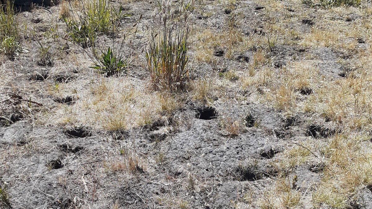 Epic Fail Or Epic Win? Australian Woman Wins Title For World’s Ugliest ...