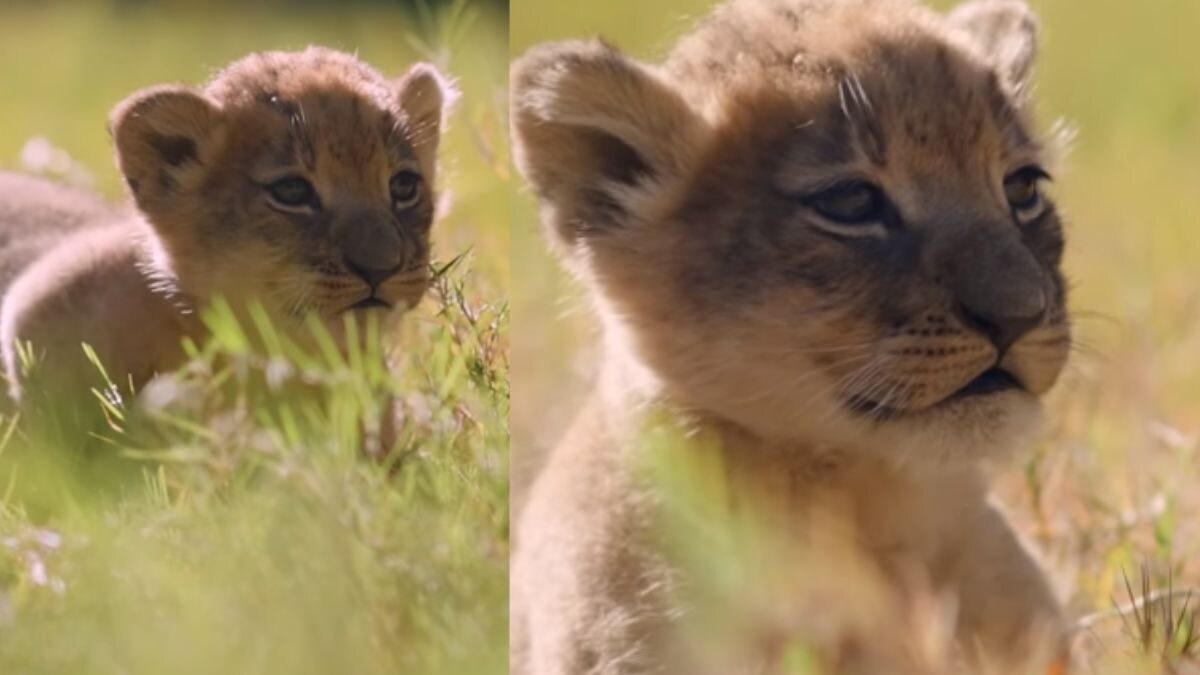 Internet In Love With Moja, Texas Zoo’s First Lion Cub In 9 Years - News18