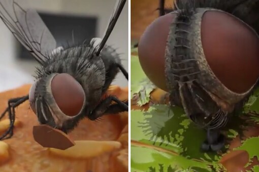 Video Capturing Eating Habit Of Flies Disgusts Internet - News18