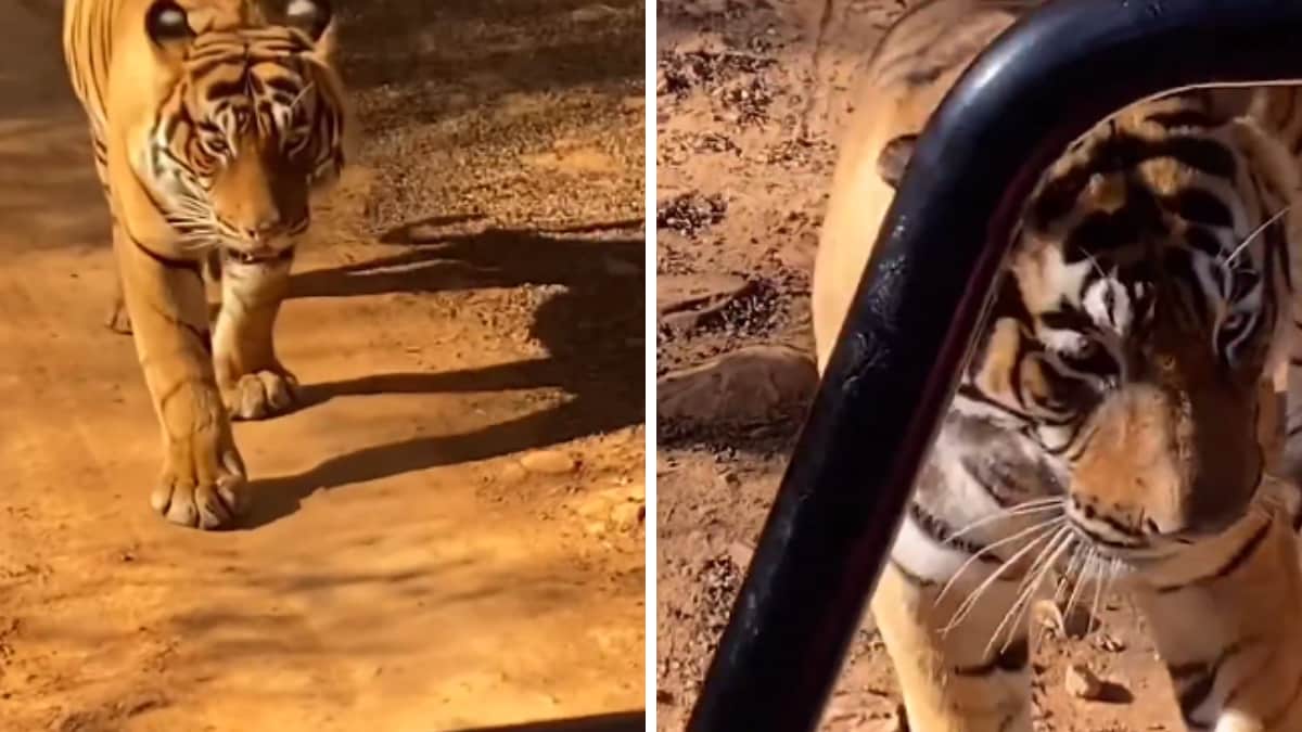 Watch: Safari Takes Frightening Turn As Tiger Comes Close To Tourist ...