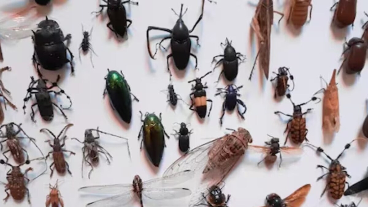 Billions of Insects Likely To Emerge From Ground For First Time In 221 ...