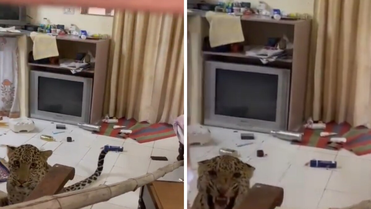 Spine-Chilling Video Shows Leopard Hiding Inside Room In Jaipur Hotel ...