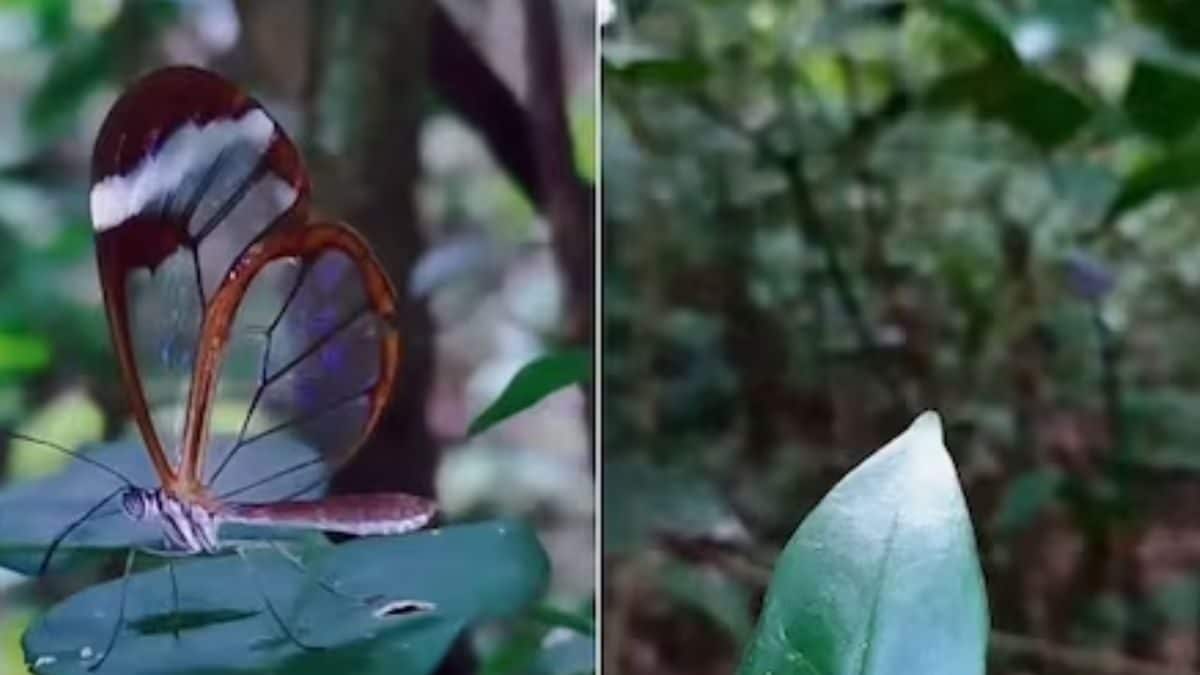 Watch: This Butterfly Species With Transparent Glass-like Wings Stuns ...