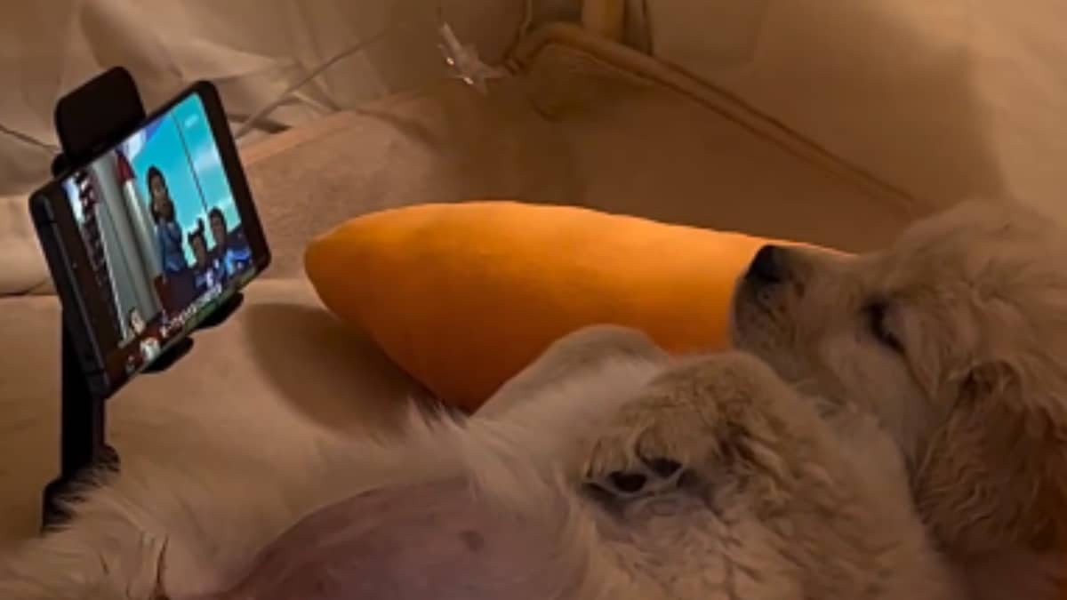 Video Of Pet Dog Busy Watching Show On Phone Is Weekend Goals | Viral ...