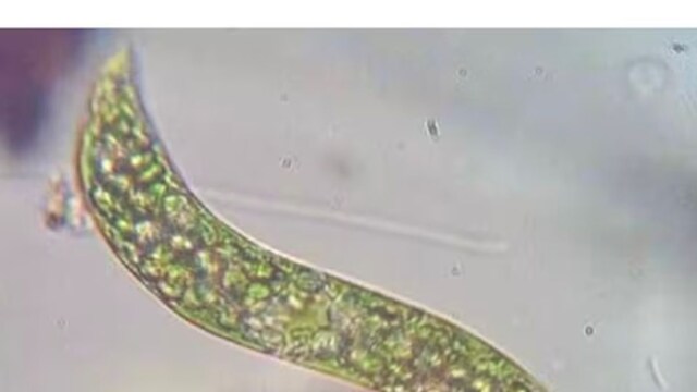 Neither A Plant Nor An Animal, But This Creature Has Traits Of Both ...