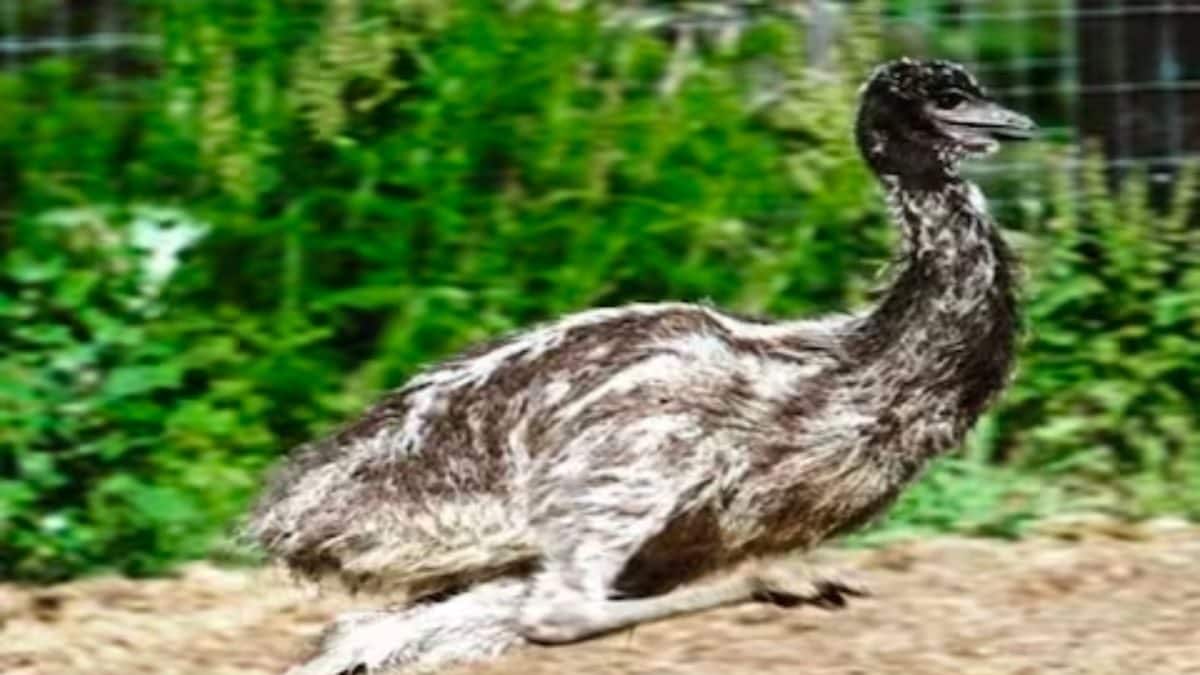 From Wings To Speed, All You Need To Know About Australia's Biggest ...