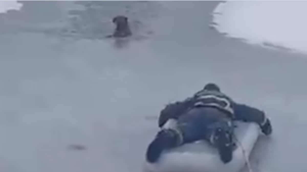 Heartwarming Video Shows Firefighter's Heroic Efforts Save Dog From Icy ...