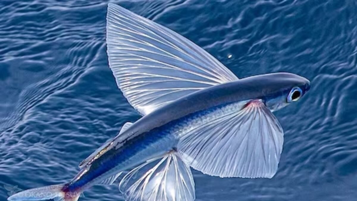 This Unique Sea Fish Species Can Fly Up To 650 Feet Above Ocean - News18