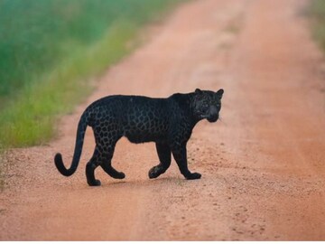 ‘The Black Diamond’: Photographer Captures Ultra-Rare Black Leopard ...