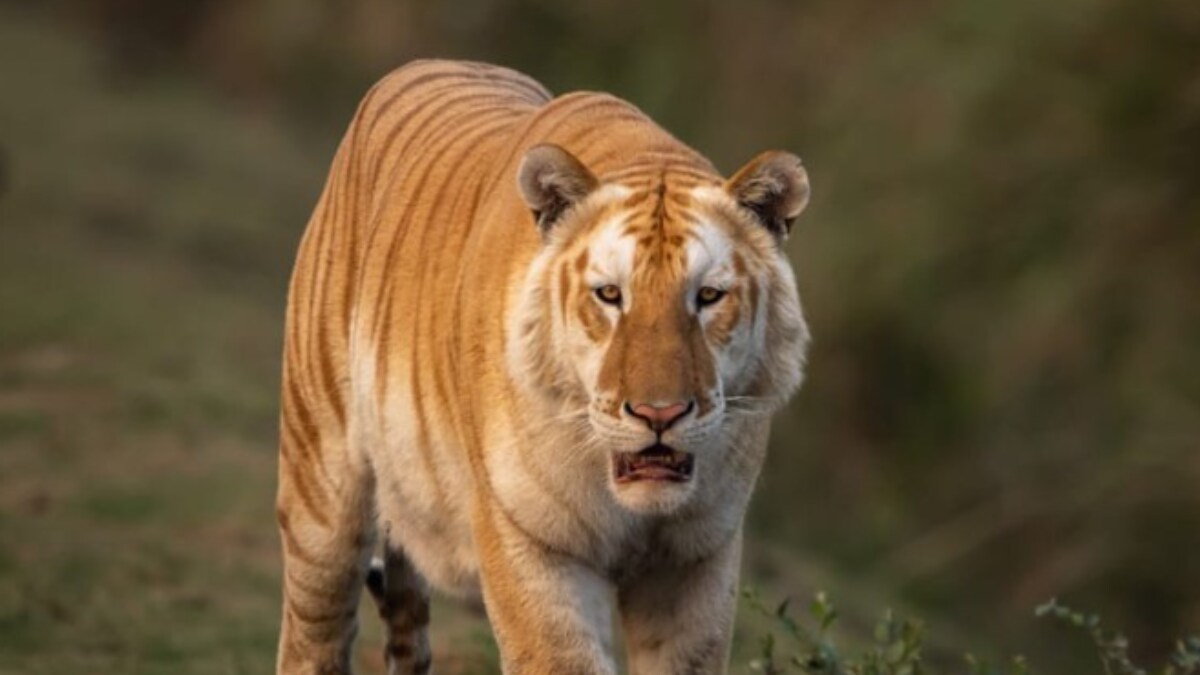 Watch: 'Rare' Golden Tiger Takes A Stroll In Assam’s Kaziranga National ...