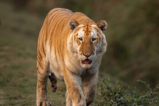 Watch: 'Rare' Golden Tiger Takes A Stroll In Assam’s Kaziranga National ...
