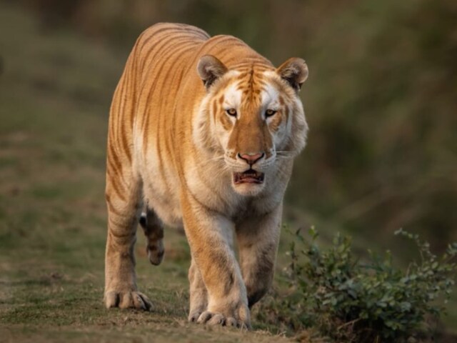 Watch: 'Rare' Golden Tiger Takes A Stroll In Assam’s Kaziranga National ...