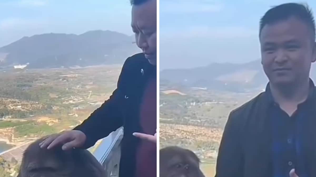 Monkey Shows 'Disappointment' After Failing To Scare Tourists In This ...