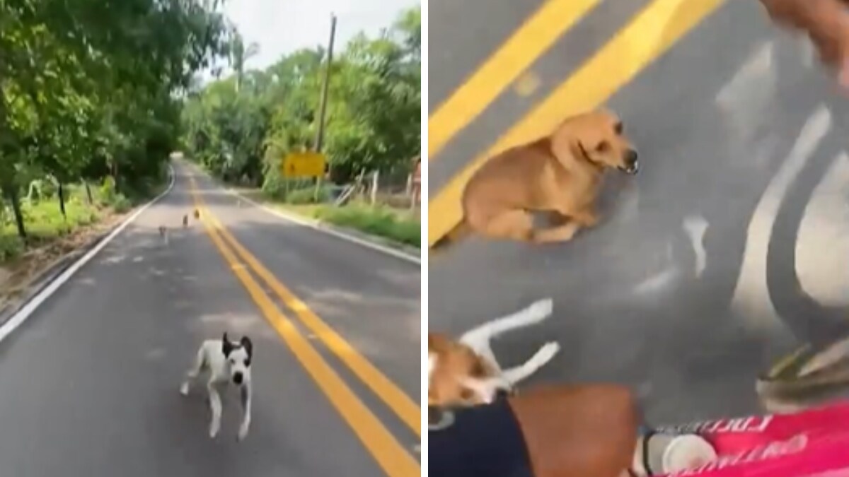 Video Shows Cyclist Screaming For Life As Dogs Chase Him - News18