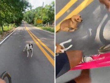 Video Shows Cyclist Screaming For Life As Dogs Chase Him - News18