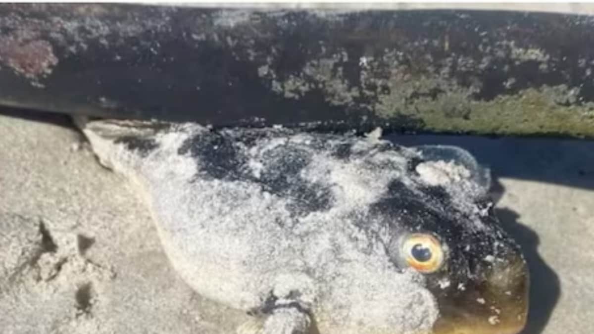 Man, 46, Dies After 'Eating Pufferfish' Gifted By His Friend | Viral ...