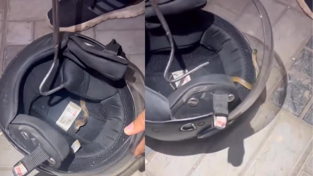 Snake Found Hiding Inside A Bike Helmet In This Chilling Video | Viral ...