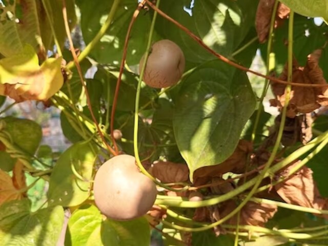 With Jain Potato Farming, Gujarat's Harsukhbhai Reshaping Indian ...