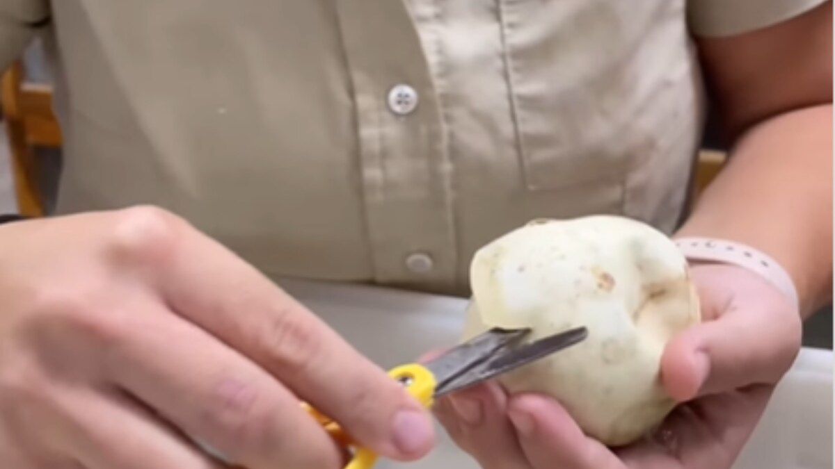 Watch Woman Cuts Python Eggs With Scissors Internet Cant Believe It