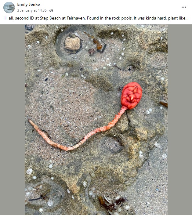 The Ocean Never Fails To Fascinate Us And This Alien-Like Plant Is ...