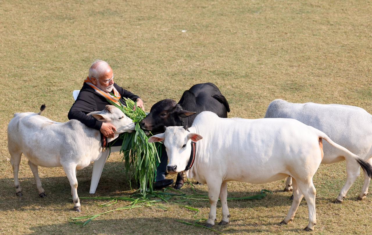 WATCH | PM Modi Feeds Fooder to Cows At His Residence on Makar ...