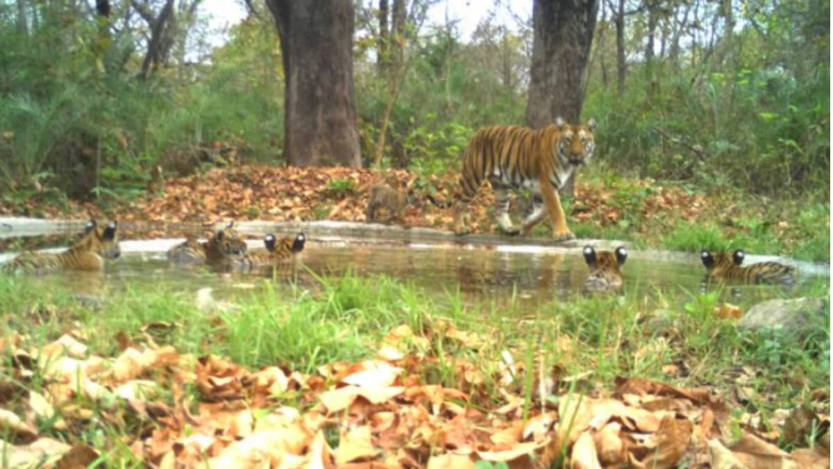 Photo Of Tiger Mom Looking After Cubs Taking A Bath Will Make You Smile ...