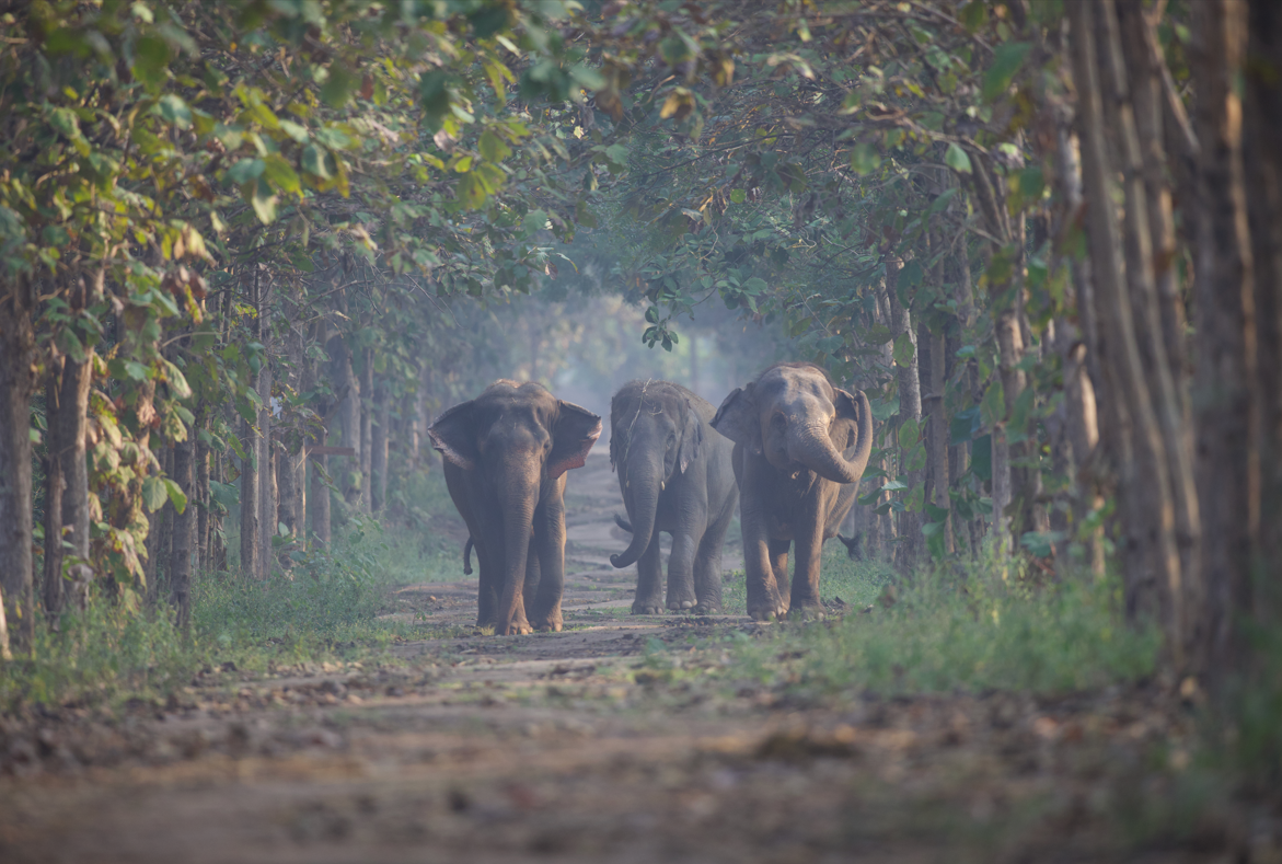 A Look at Anant Ambani’s Vantara in Jamnagar: A Unique Animal Rescue ...