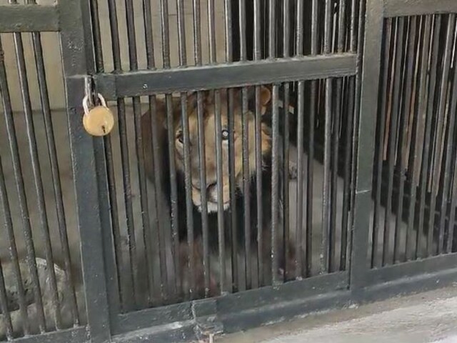 Seflie With Lion Turns Deadly For Andhra Man Who Entered Its Enclosure ...