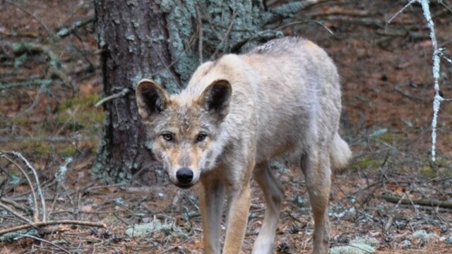 Wolves Roaming in Chernobyl Develop Cancer Resilient Genomes, Claims ...