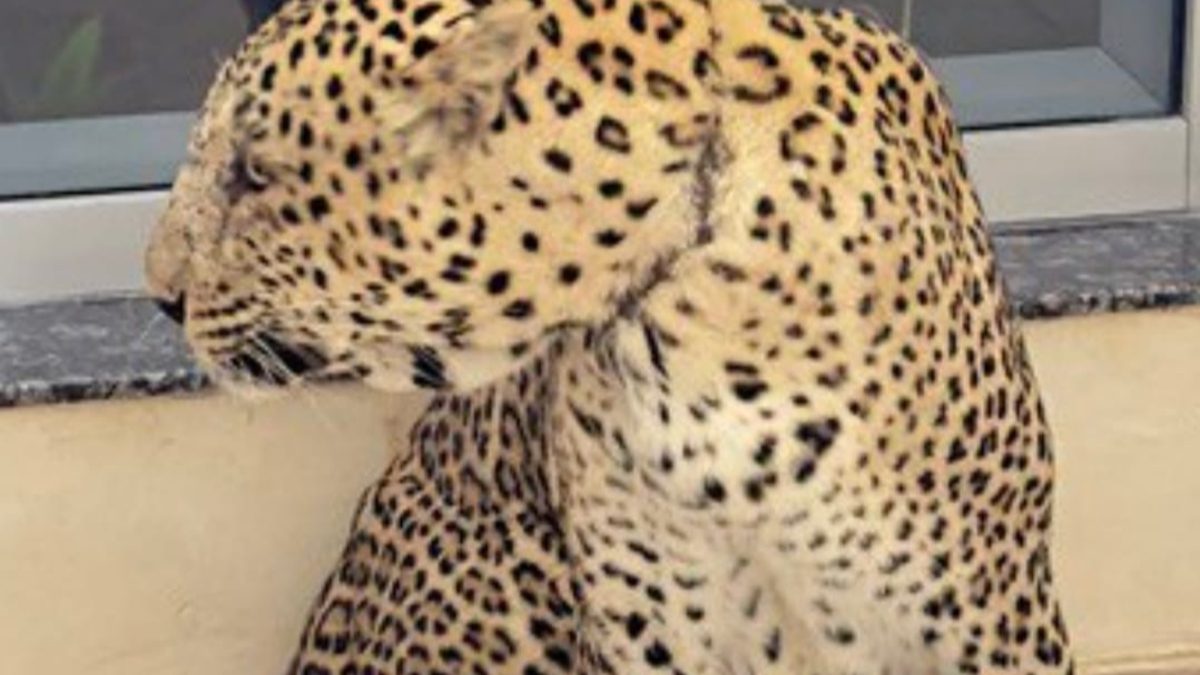 Vantara Success Story: Rescued Leopard Deva Saved from Poachers ...