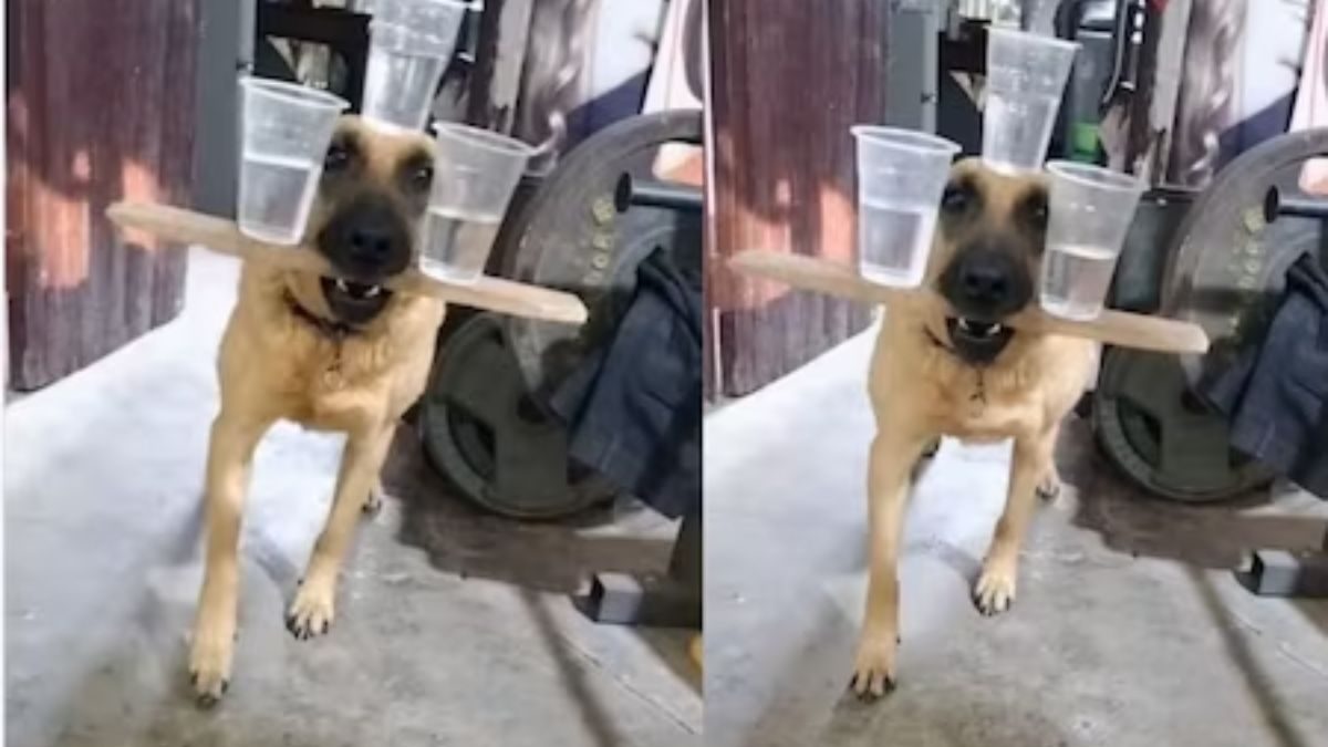 Watch: Dog Walks Balancing Three Glasses Of Water And Internet Can't ...