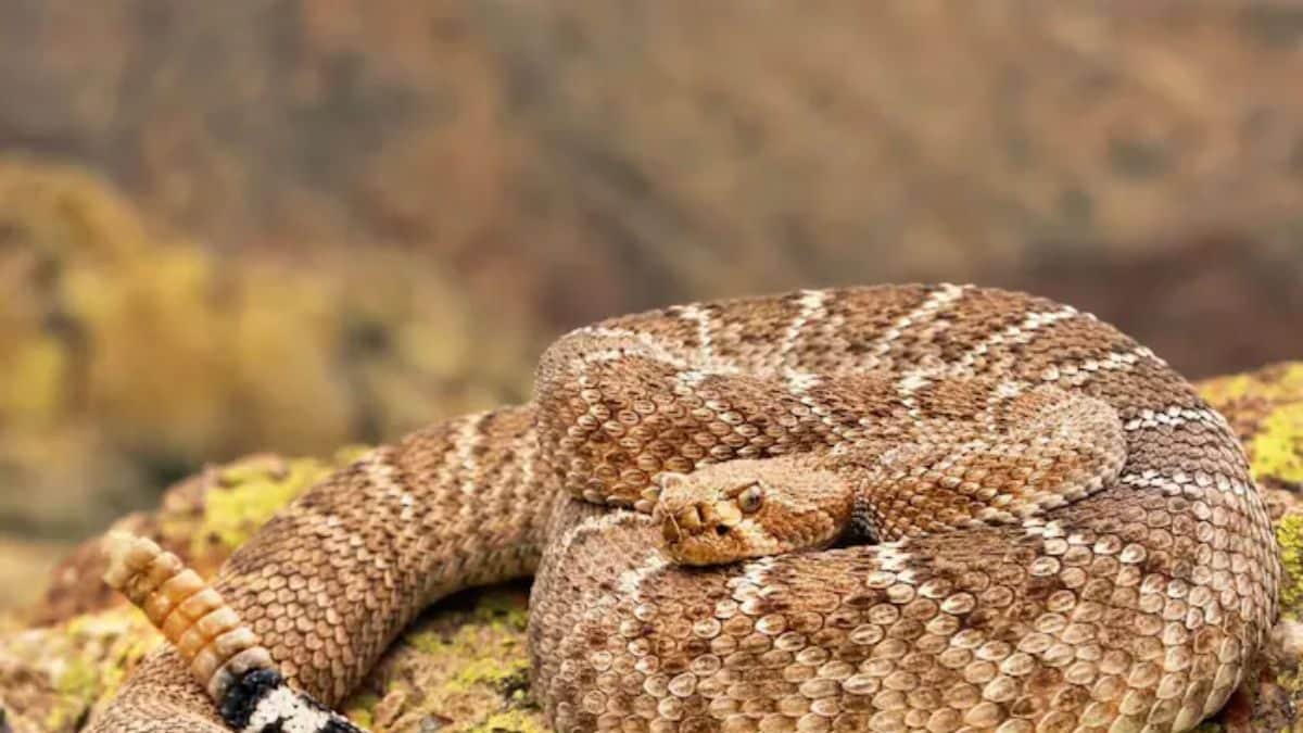 Green Anaconda To Eyelash Viper, 5 Snakes Who Don't Lay Eggs But Give ...