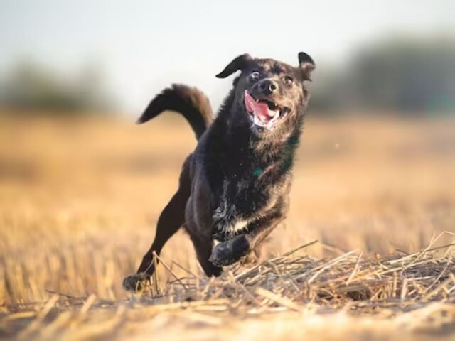 Uptick In Pet Dog Attacks In Cities? Take A Look At Recent Cases Of ...