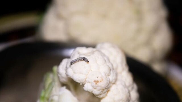 Cauliflower To Brinjal, Vegetables That Might Have Worms or Insects In ...