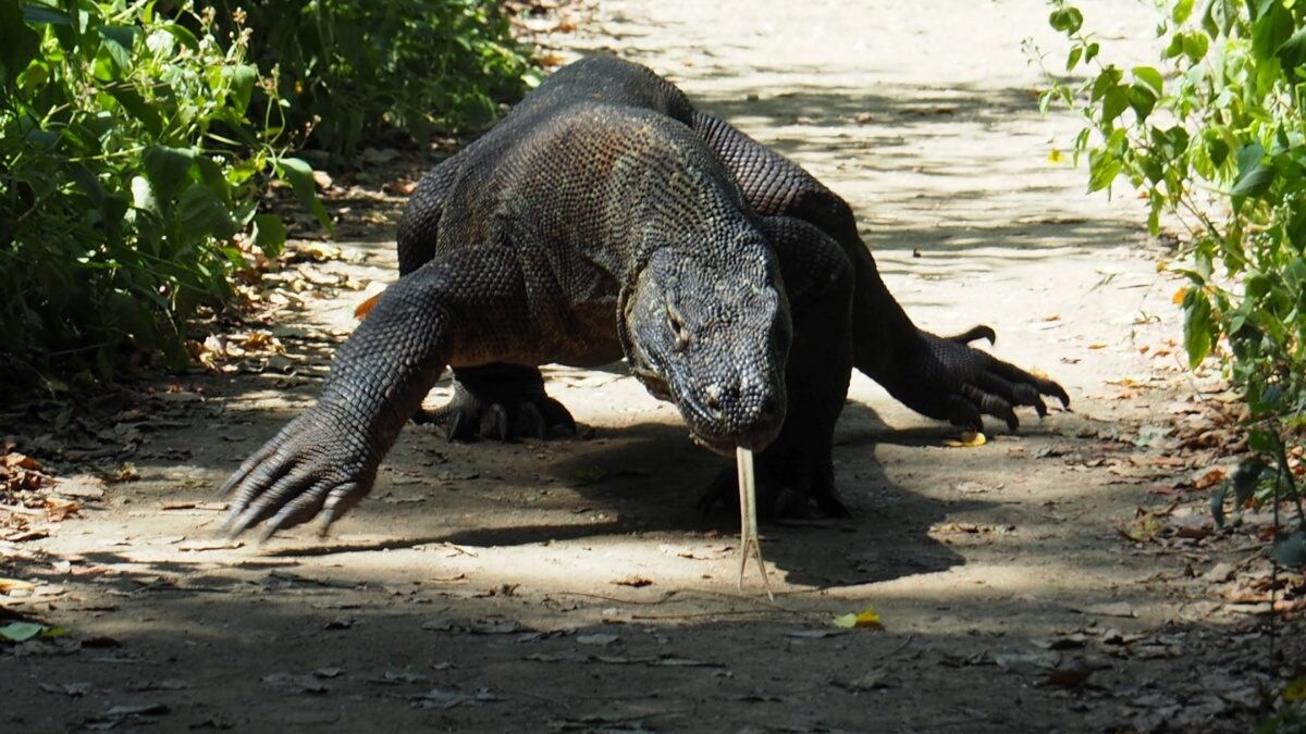 Man Tries to Smuggle Komodo Dragons, Pythons Through Thailand Airport ...