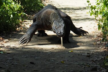 Komodo Dragon News: Latest Komodo Dragon News and Updates at News18
