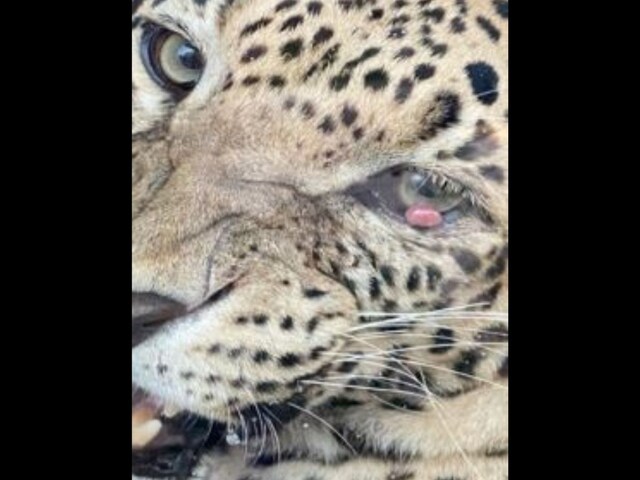 Vantara Success Story: How An Adult Male Leopard Was Treated for Cherry ...