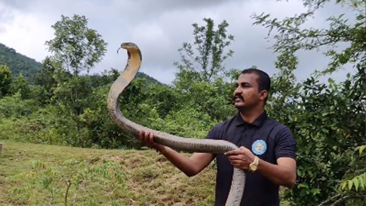 Video Of Man Holding King Cobra Over Head Will Send Shivers Down Your ...