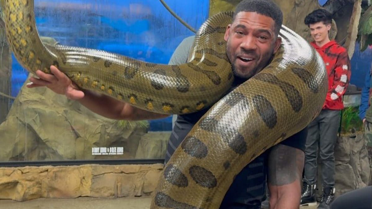 Man Carries The World's Heaviest Snake On His Shoulders Without ...